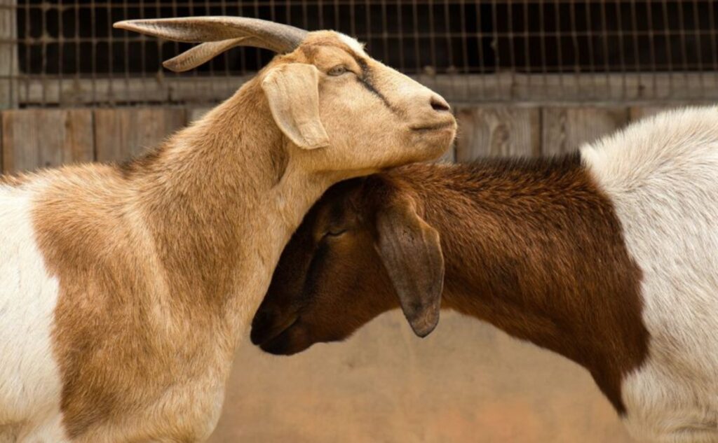 The Smelly Truth About Goat Reproduction - Goat Journal